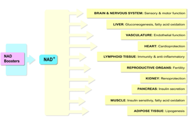 Benefits of NAD+ - Decide Your Age
